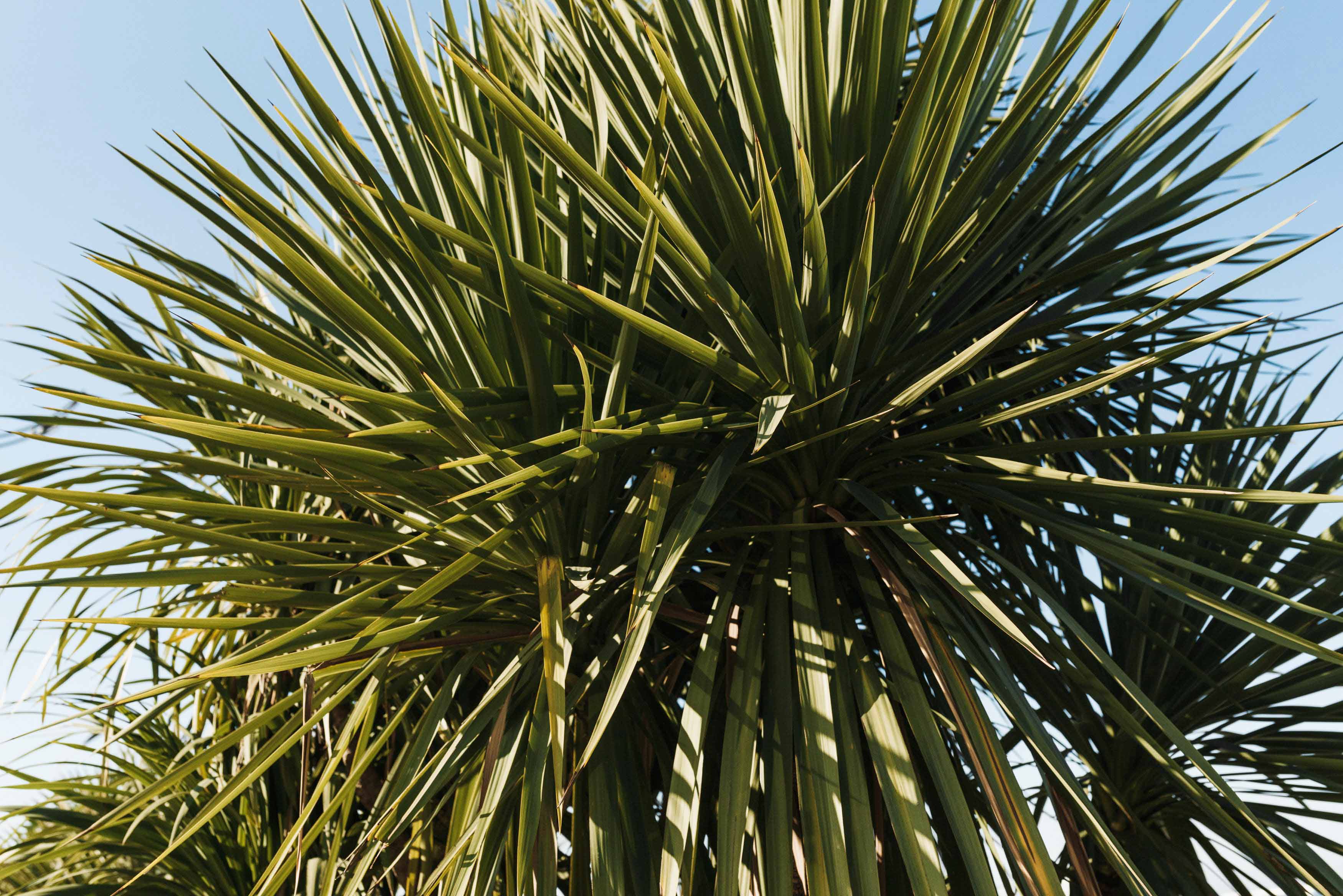 What Is Yucca Extract Wellgreen