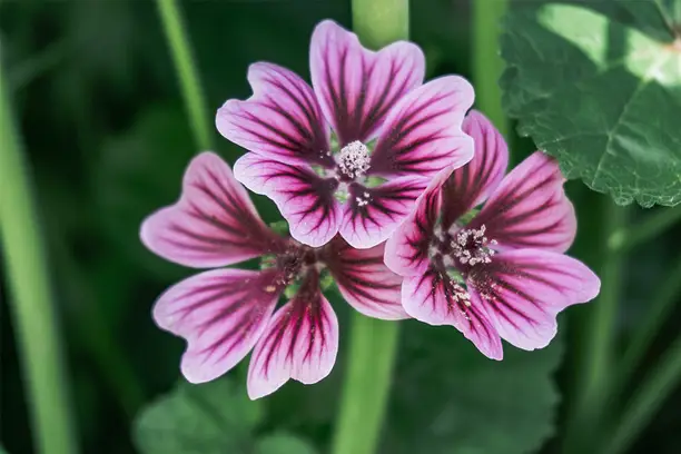 What is macleaya cordata extract? - Wellgreen